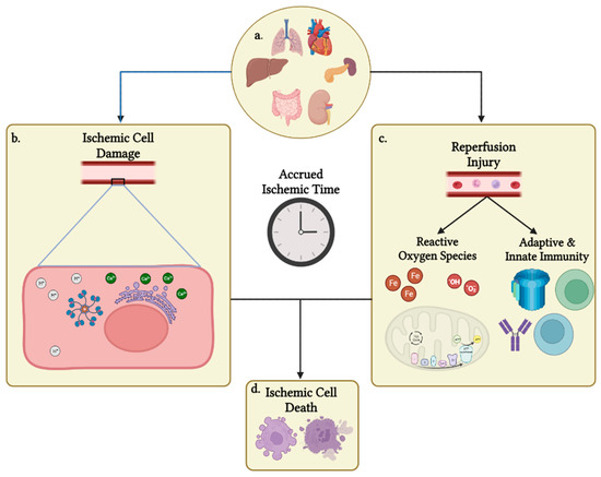 Mechanisms of Cold Preservation and Reperfusion Injury for Solid Organ ...