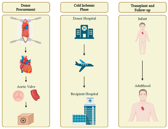 Mechanisms of Cold Preservation and Reperfusion Injury for Solid Organ ...