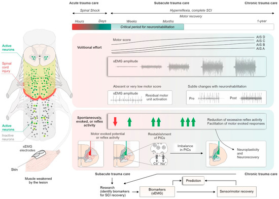 Surface EMG in Subacute and Chronic Care after Traumatic Spinal Cord ...