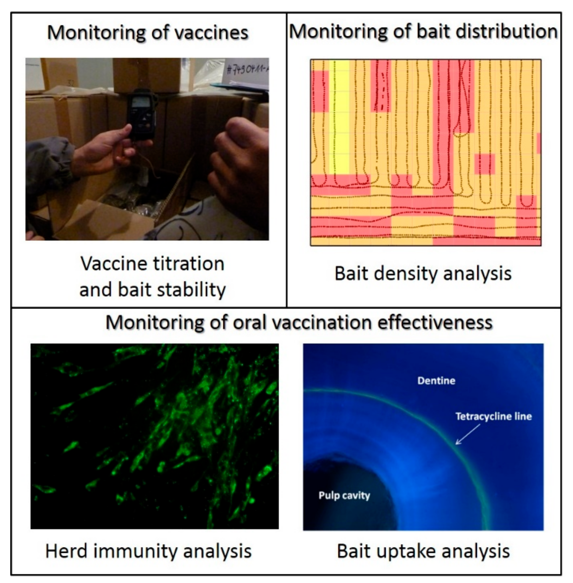 Zero Endemic Cases of Wildlife Rabies (Classical Rabies Virus, RABV) in ...