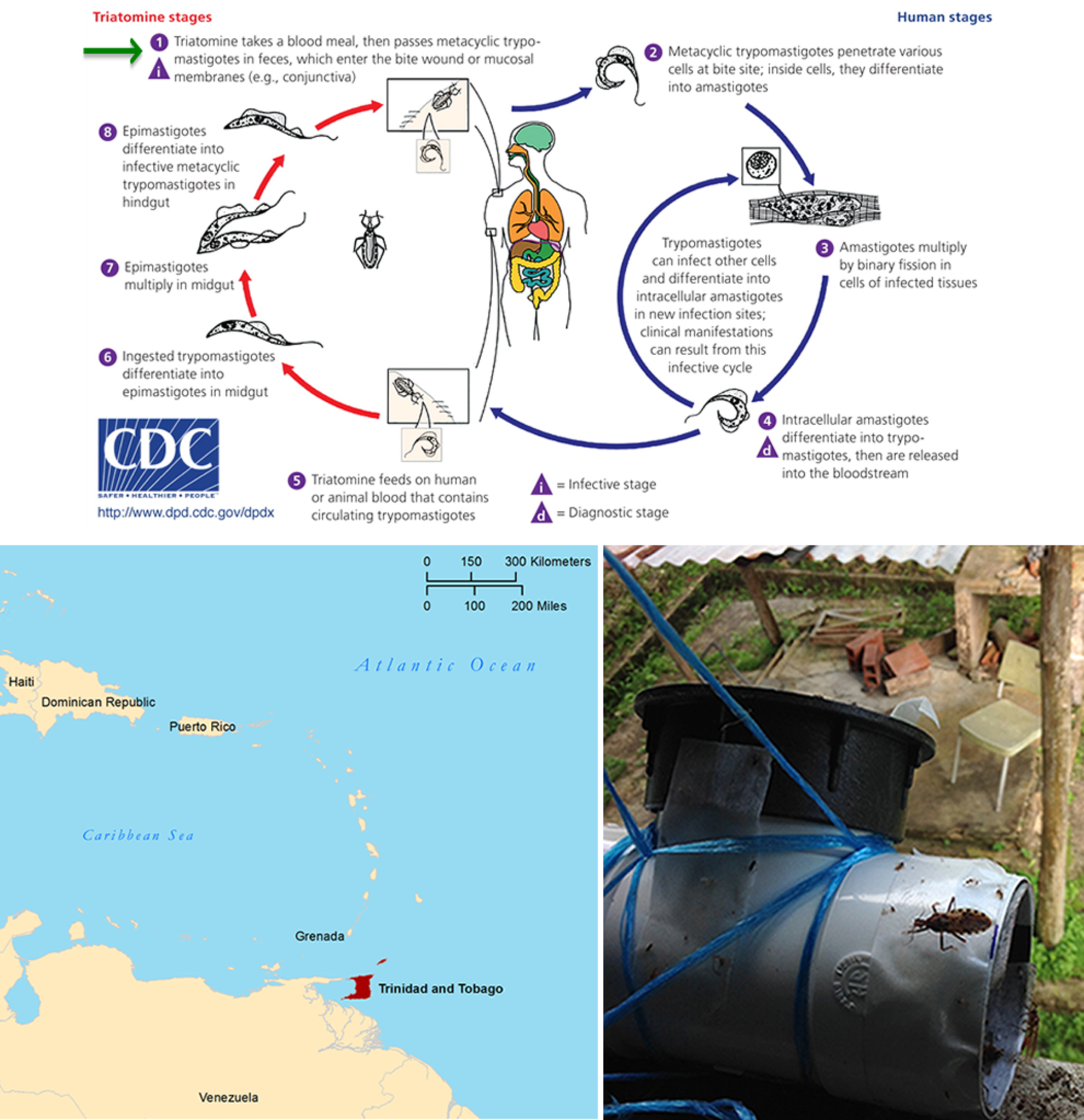 TropicalMed | Free Full-Text | Preliminary Characterization of ...