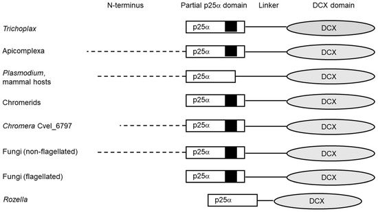 Apicortin, a Constituent of Apicomplexan Conoid/Apical Complex and Its ...