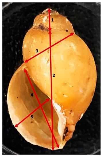 First Molecular Identification of Bulinus africanus in Lake Malawi ...