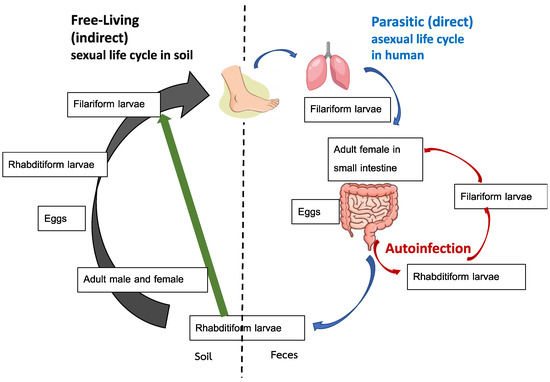 Strongyloides stercoralis: A Neglected but Fatal Parasite
