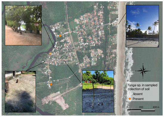 Spatial Distribution of Off-Host Stages of Tunga penetrans in the Soil ...