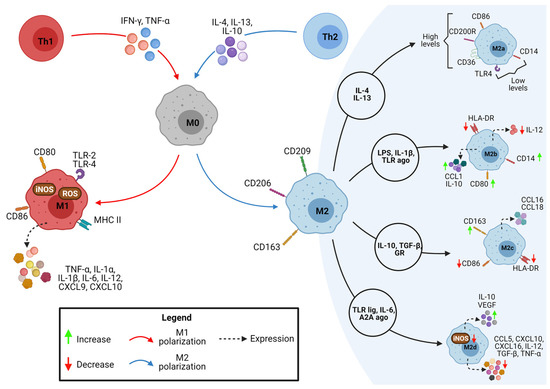 Leishmaniasis: Immune Cells Crosstalk in Macrophage Polarization