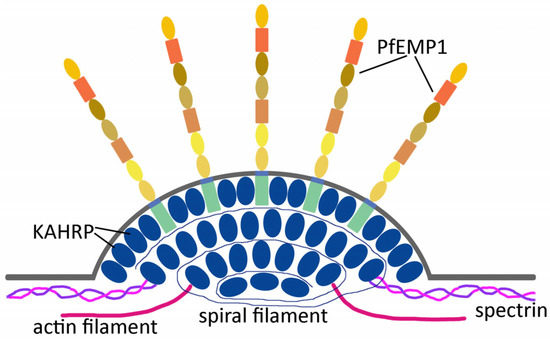Knobs, Adhesion, and Severe Falciparum Malaria