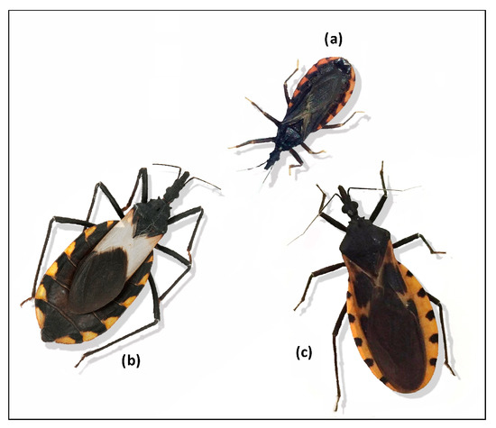 TropicalMed | Free Full-Text | What Do You Need to Know before Studying ...