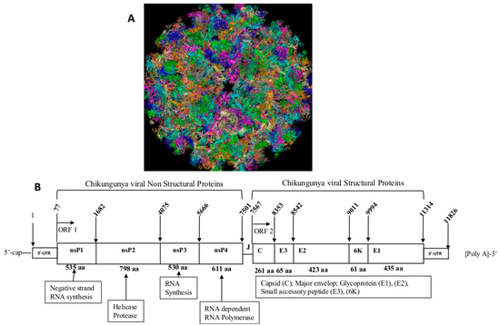 Chikungunya Virus Diagnosis: A Review of Current Antigen Detection Methods