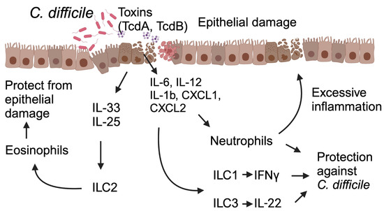 Host Immune Responses to Clostridioides difficile Infection and ...