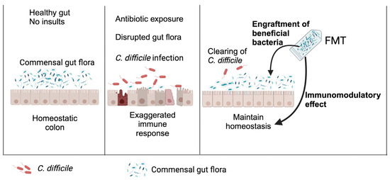 Host Immune Responses to Clostridioides difficile Infection and ...