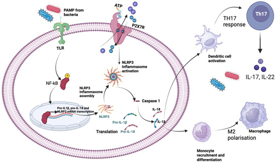 TropicalMed | Free Full-Text | Pro-Inflammatory and Anti-Inflammatory ...