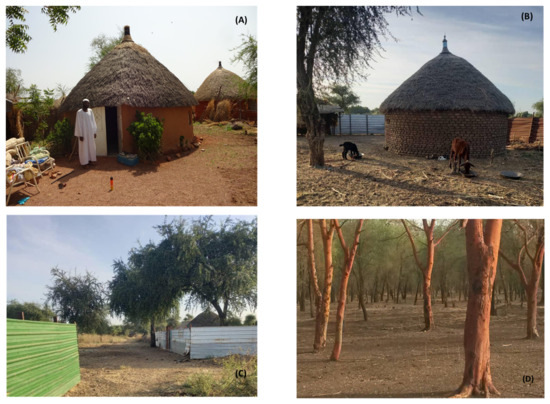 Infection of Leishmania donovani in Phlebotomus orientalis Sand Flies ...