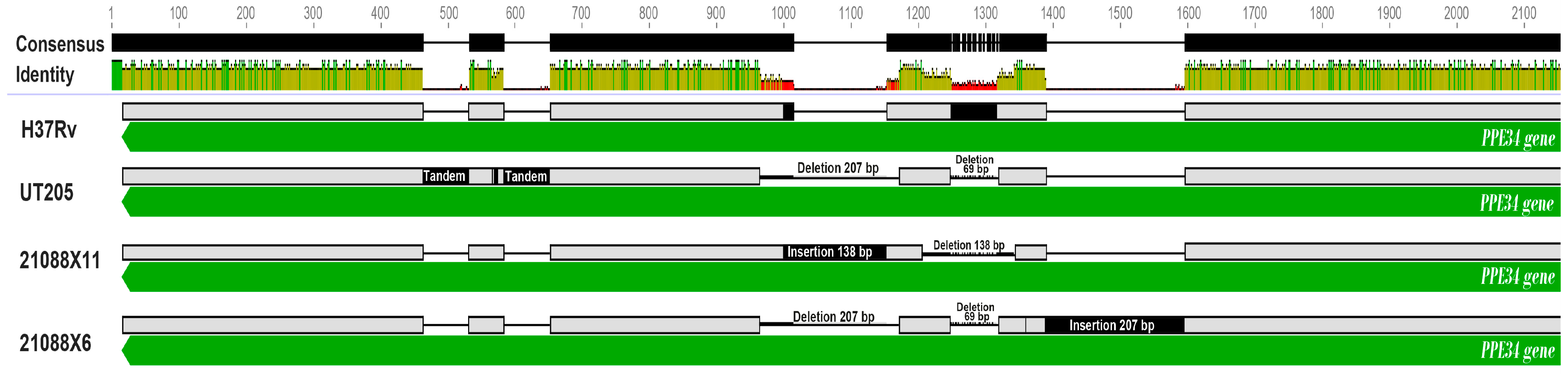 Comparative Genomic Analysis of Mycobacterium tuberculosis Isolates ...