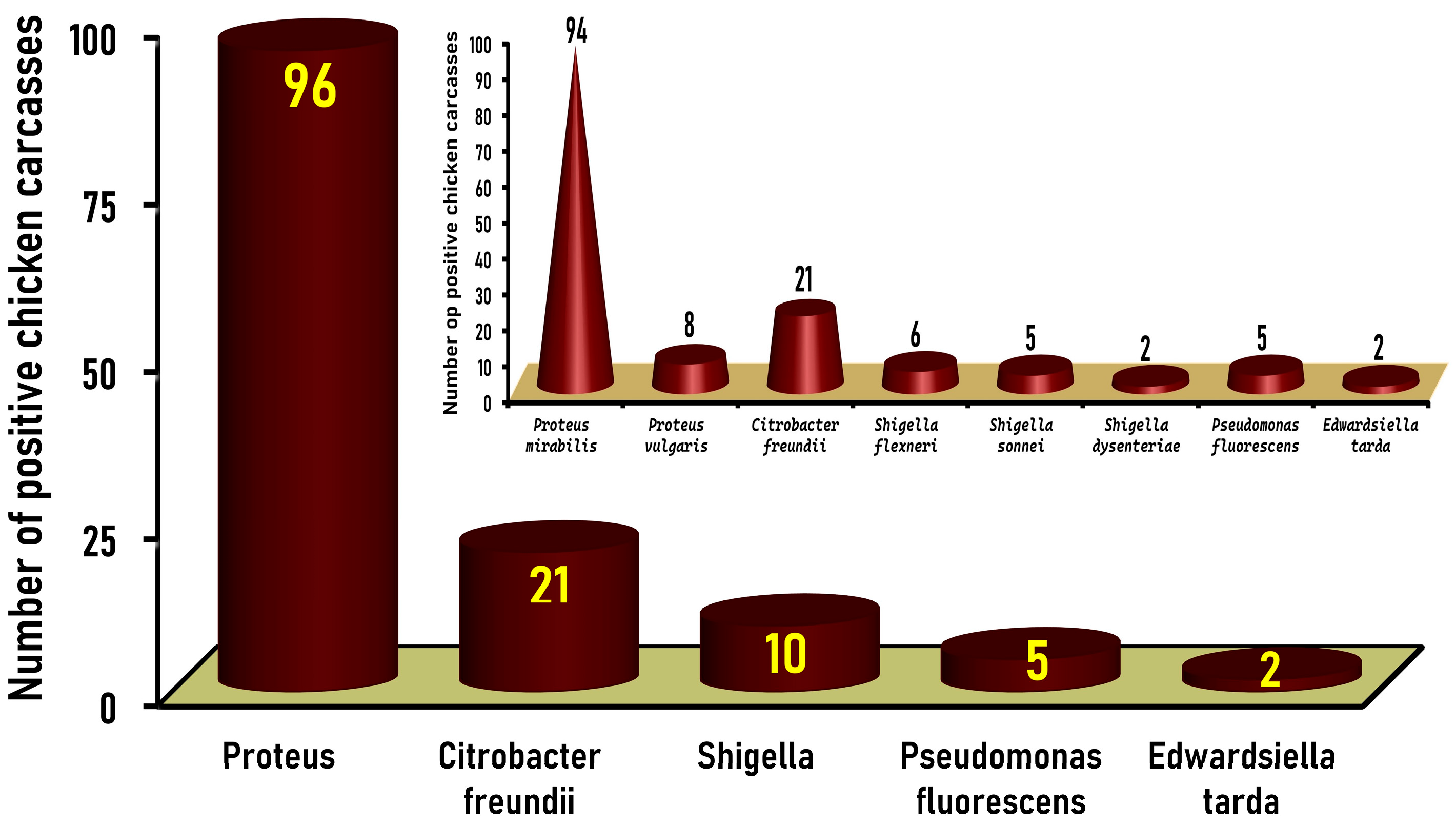 Multidrug-Resistant Proteus mirabilis and Other Gram-Negative Species ...