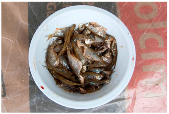 Amphimeriasis in Ecuador—Prevalence, Knowledge, and Socio-Cultural ...