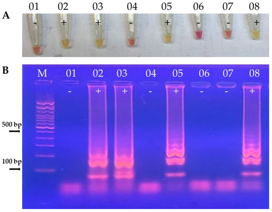 Standardization and Evaluation of the LAMP Technique for the Diagnosis ...