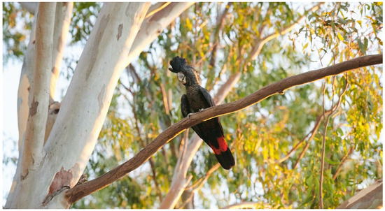 Urban Science | Free Full-Text | Nature-Positive Design and Development ...