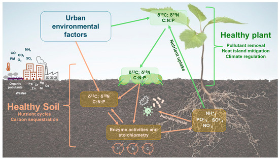 Soil–Plant Indicators for Assessing Nutrient Cycling and Ecosystem ...