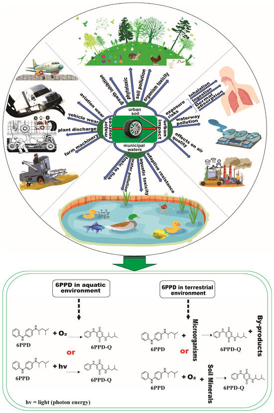 6PPD and 6PPD-Quinone in the Urban Environment: Assessing Exposure ...