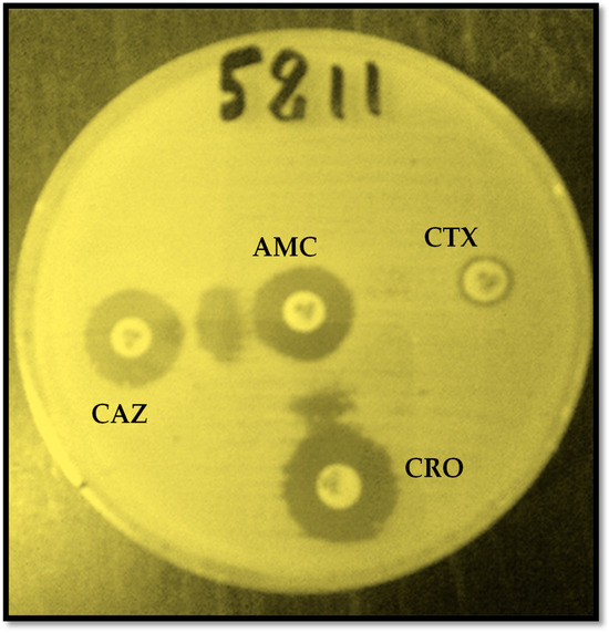 Efficacy of Fosfomycin against Extended Spectrum Beta-Lactamase ...