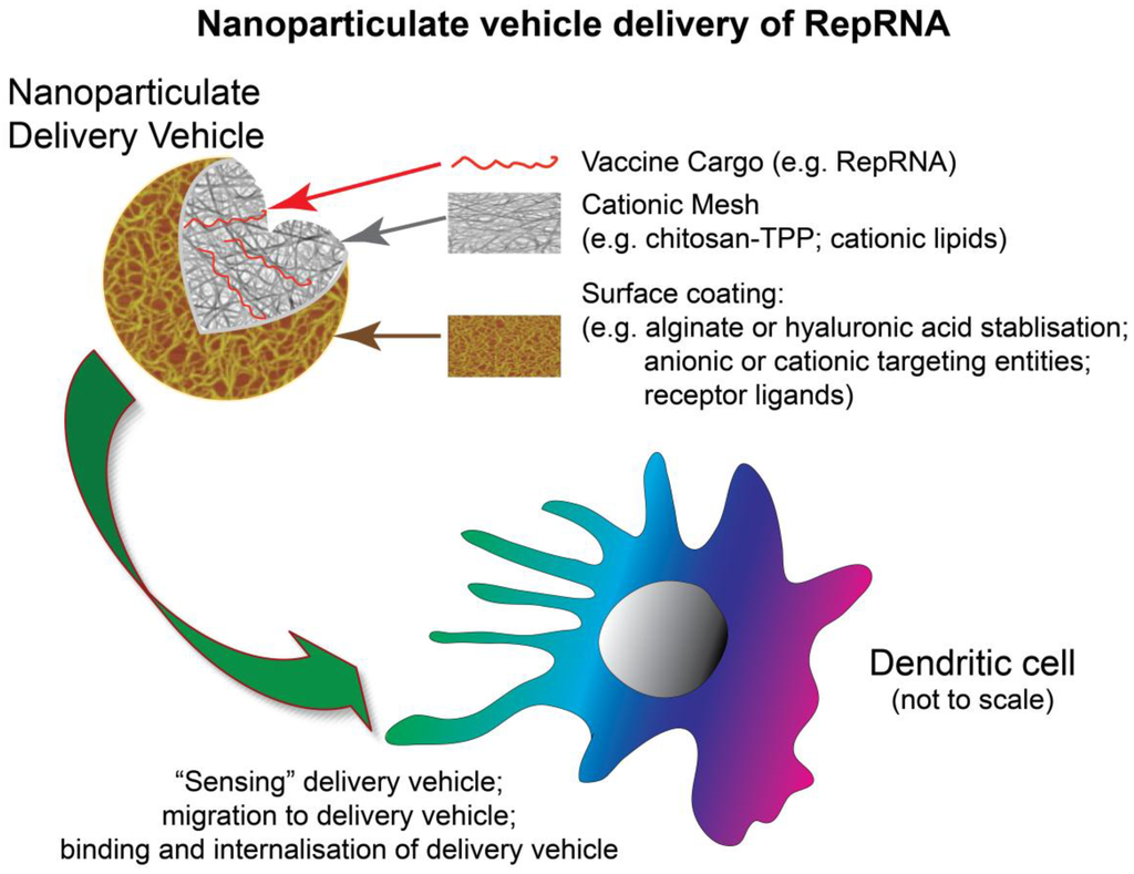 Vaccines | Free Full-Text | Self-Amplifying Replicon RNA Vaccine ... Vaccines | Free Full-Text | Self-Amplifying Replicon RNA Vaccine ...