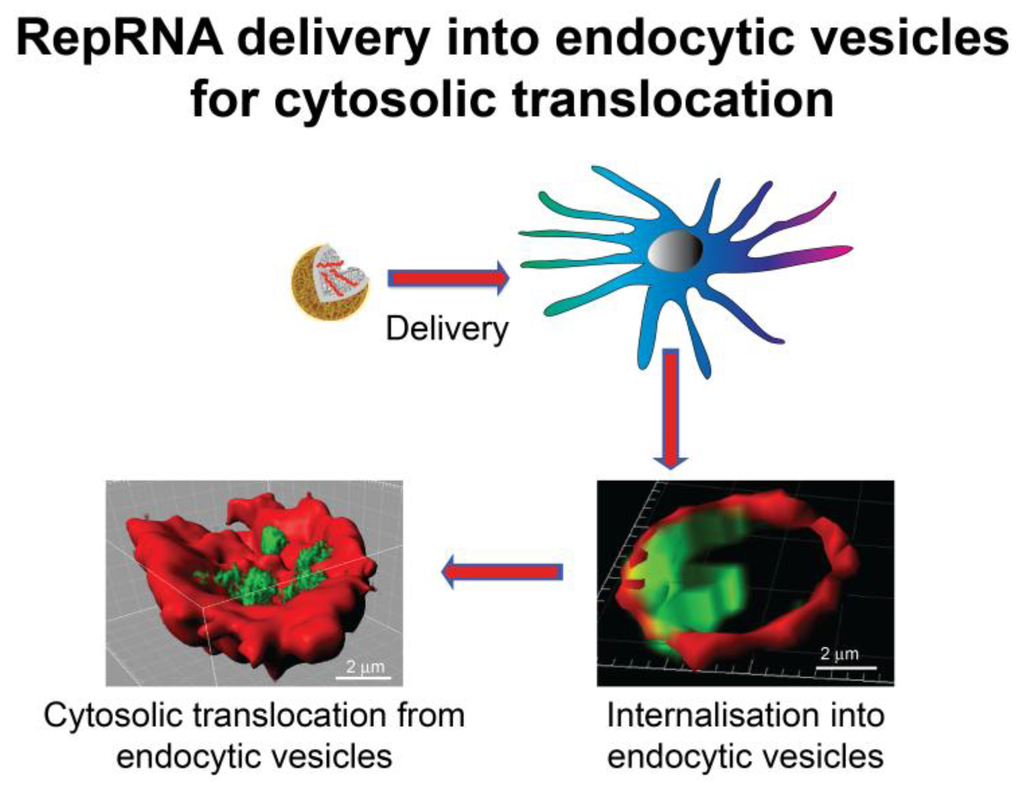 Self-Amplifying Replicon RNA Vaccine Delivery to Dendritic Cells by ...
