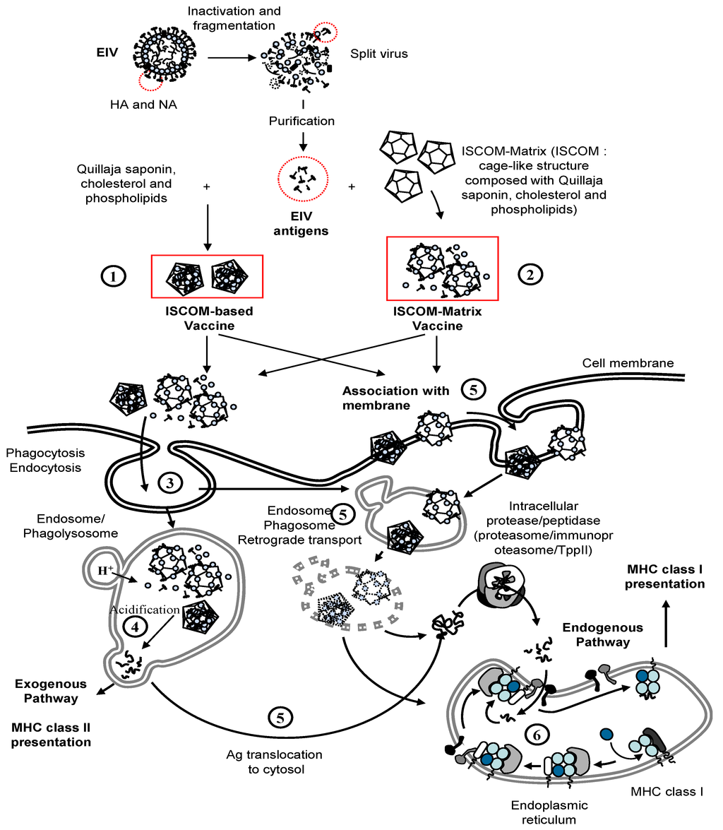 Vaccines | Special Issue : Vaccine Adjuvants