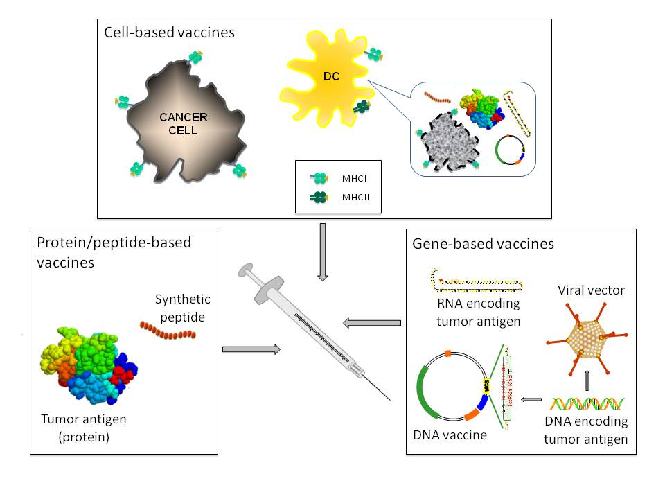 Vaccines | Free Full-Text | The Promise of Preventive Cancer Vaccines