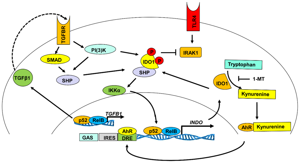 The Role of Indoleamine 2, 3-Dioxygenase in Immune Suppression and ...