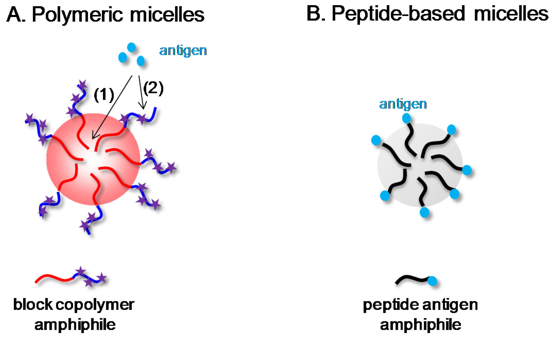 Vaccines | Free Full-Text | Micelle-Based Adjuvants for Subunit Vaccine ... Vaccines | Free Full-Text | Micelle-Based Adjuvants for Subunit Vaccine ...