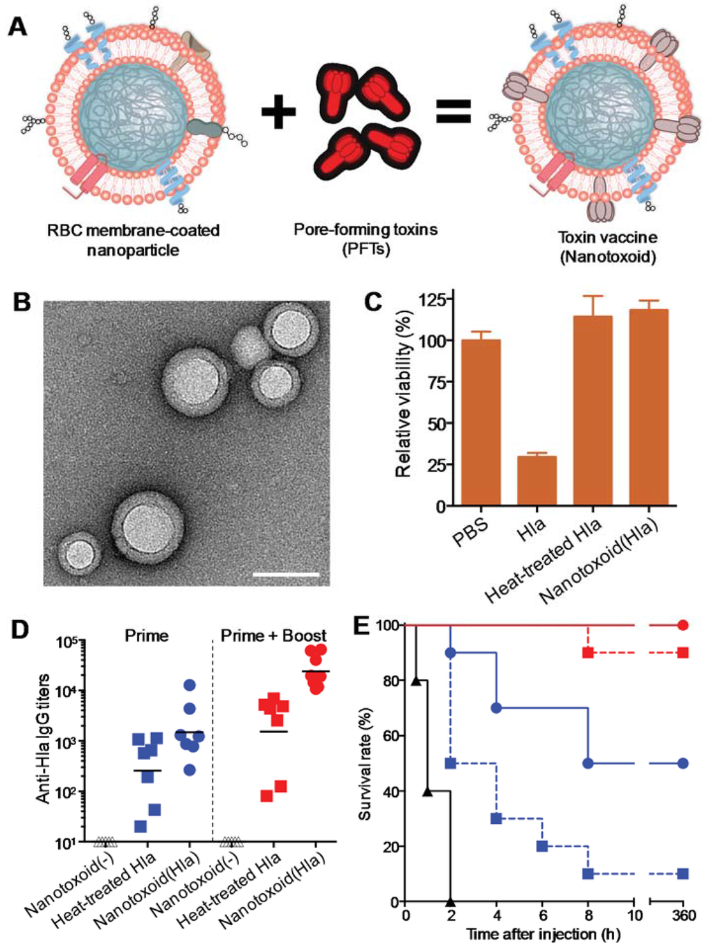 Cell Membrane-Coated Nanoparticles As an Emerging Antibacterial Vaccine ...