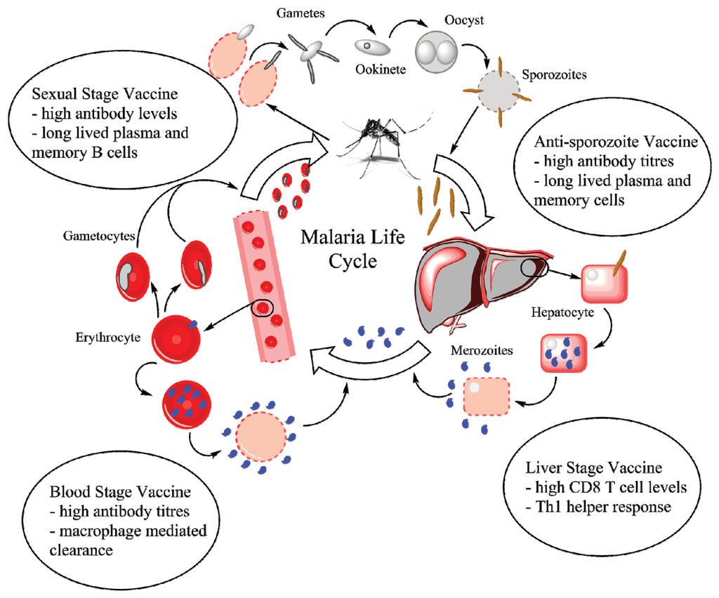 Vaccines | Free Full-Text | The Use of Synthetic Carriers in Malaria ... Vaccines | Free Full-Text | The Use of Synthetic Carriers in Malaria ...