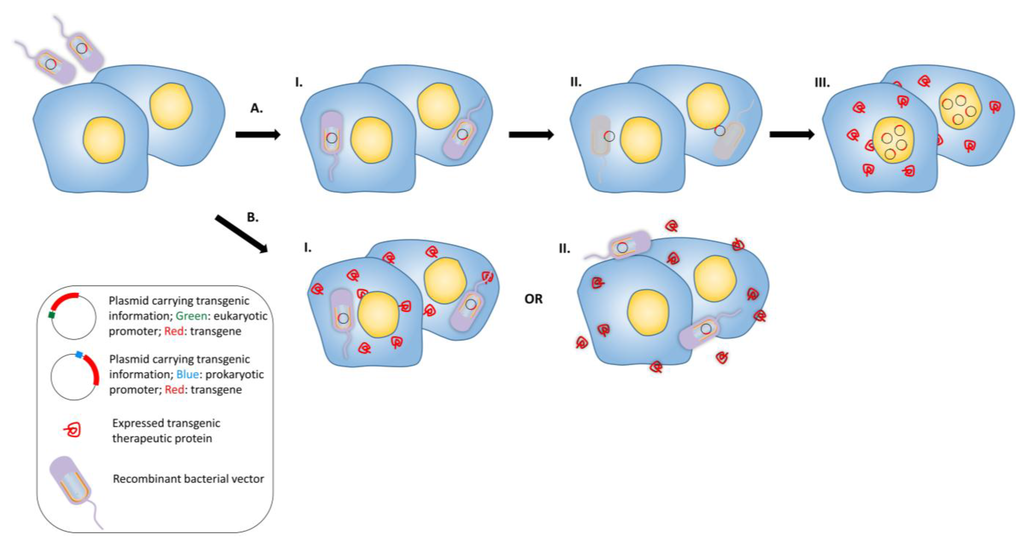 Live-Attenuated Bacterial Vectors: Tools for Vaccine and Therapeutic ...