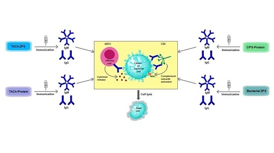 Vaccines | Free Full-Text | Entirely Carbohydrate-Based Vaccines: An ...