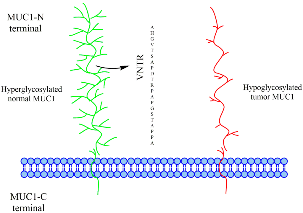 Vaccines | Free Full-Text | Immunological Evaluation of Recent MUC1 Glycopeptide Cancer Vaccines