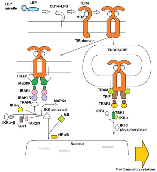 TLR4 Signaling Pathway Modulators as Potential Therapeutics in ...