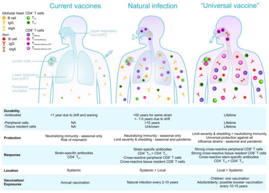 Vaccines | Free Full-Text | Harnessing the Power of T Cells: The Promising Hope for a Universal ...
