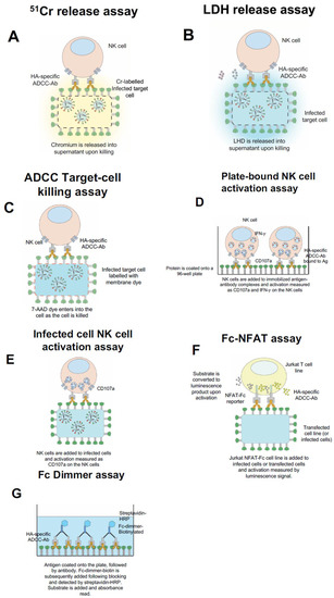 The Potential Role of Fc-Receptor Functions in the Development of a ...