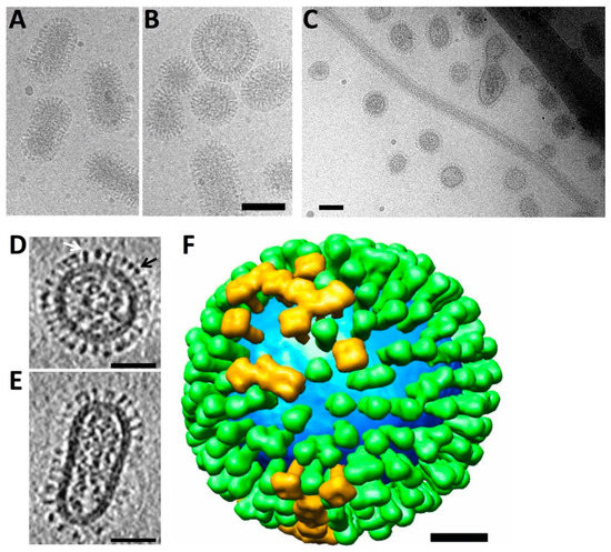 Electron Microscope Flu Virus