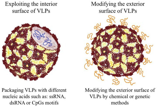 Interaction of Viral Capsid-Derived Virus-Like Particles (VLPs) with the Innate Immune System