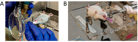 Respiratory Tract Deposition and Distribution Pattern of Microparticles ...