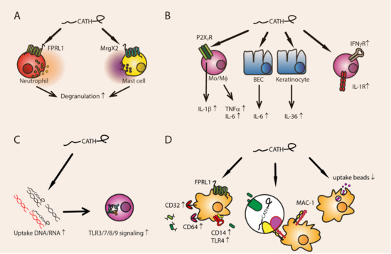 Cathelicidins: Immunomodulatory Antimicrobials