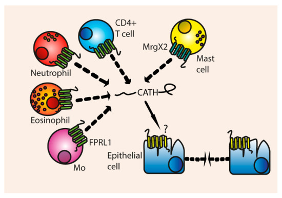 Cathelicidins: Immunomodulatory Antimicrobials
