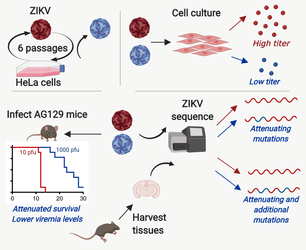 Vaccines | Free Full-Text | Attenuation of Zika Virus by Passage in ... Vaccines | Free Full-Text | Attenuation of Zika Virus by Passage in ...