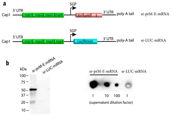 Immunogenicity and Protection Efficacy of a Naked Self-Replicating mRNA ...
