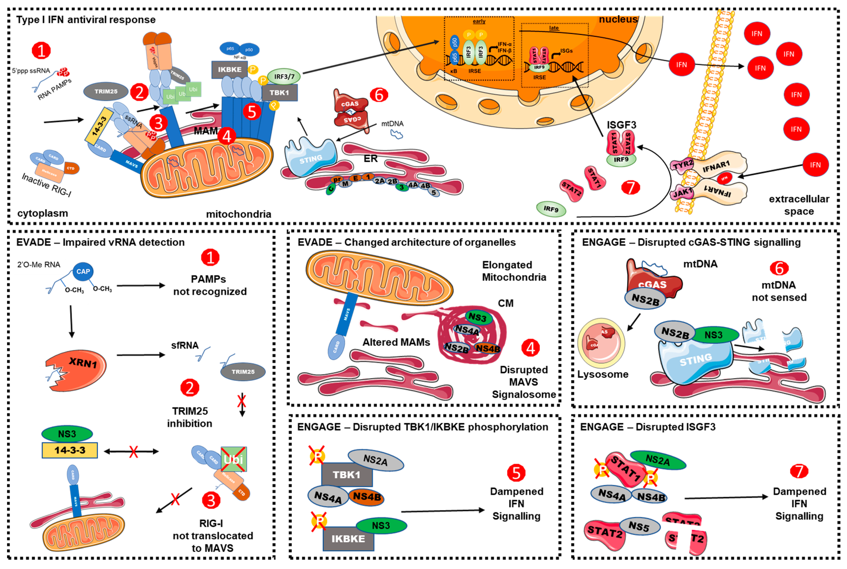 The Interplay between Dengue Virus and the Human Innate Immune System ...