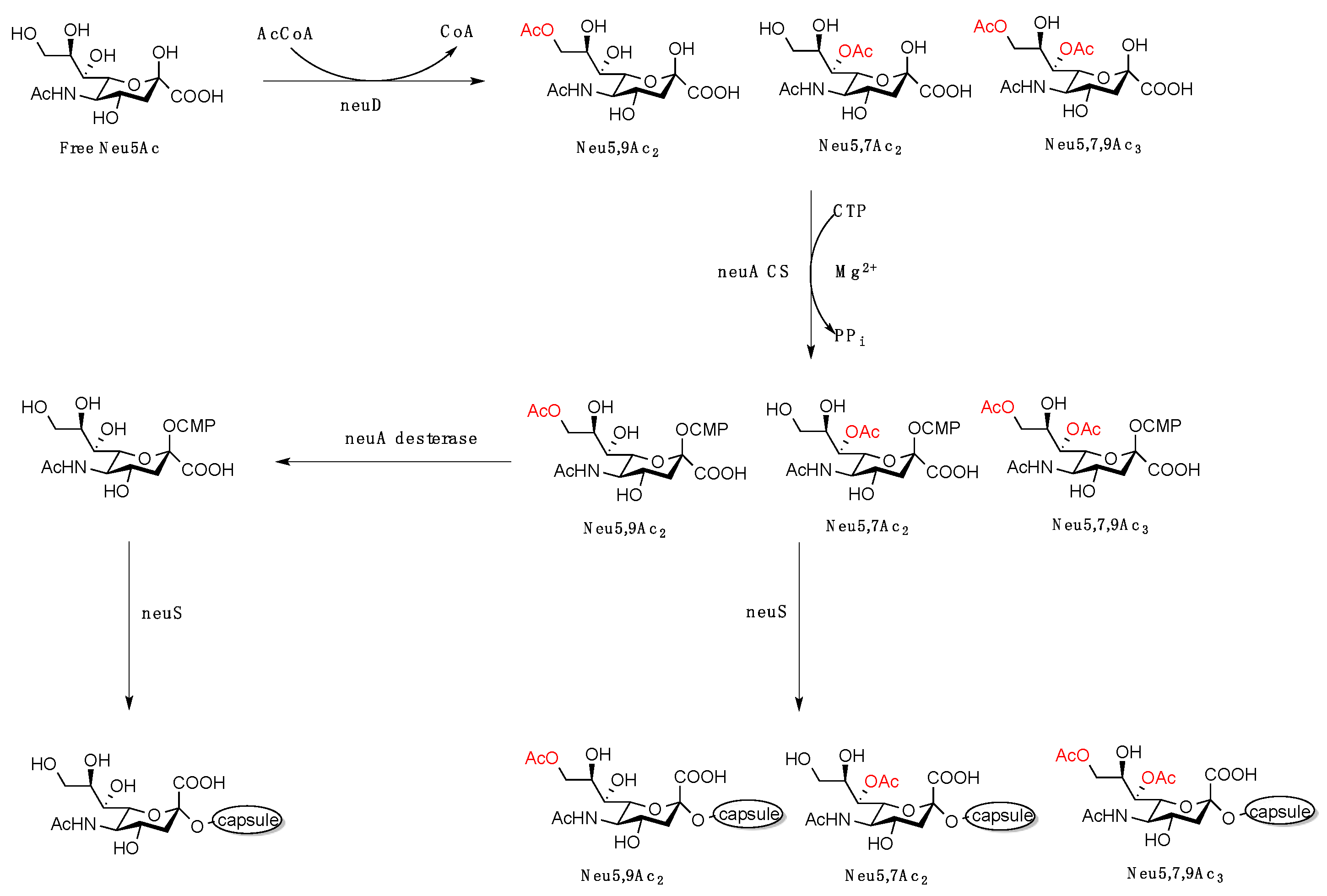 Post-Glycosylation Modification of Sialic Acid and Its Role in Virus ...
