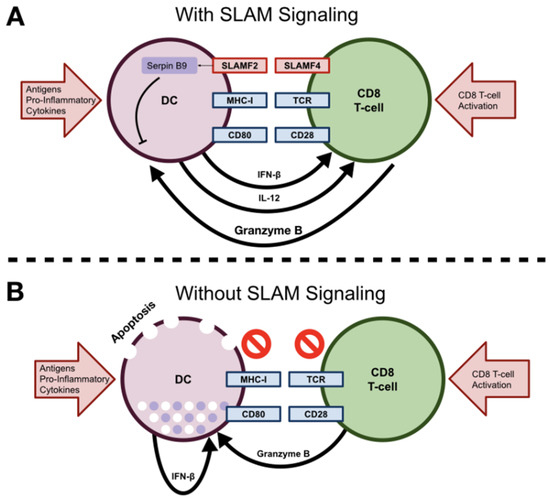 SLAM Family Receptor Signaling in Viral Infections: HIV and Beyond