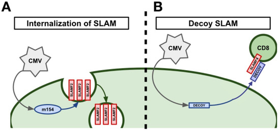 SLAM Family Receptor Signaling in Viral Infections: HIV and Beyond